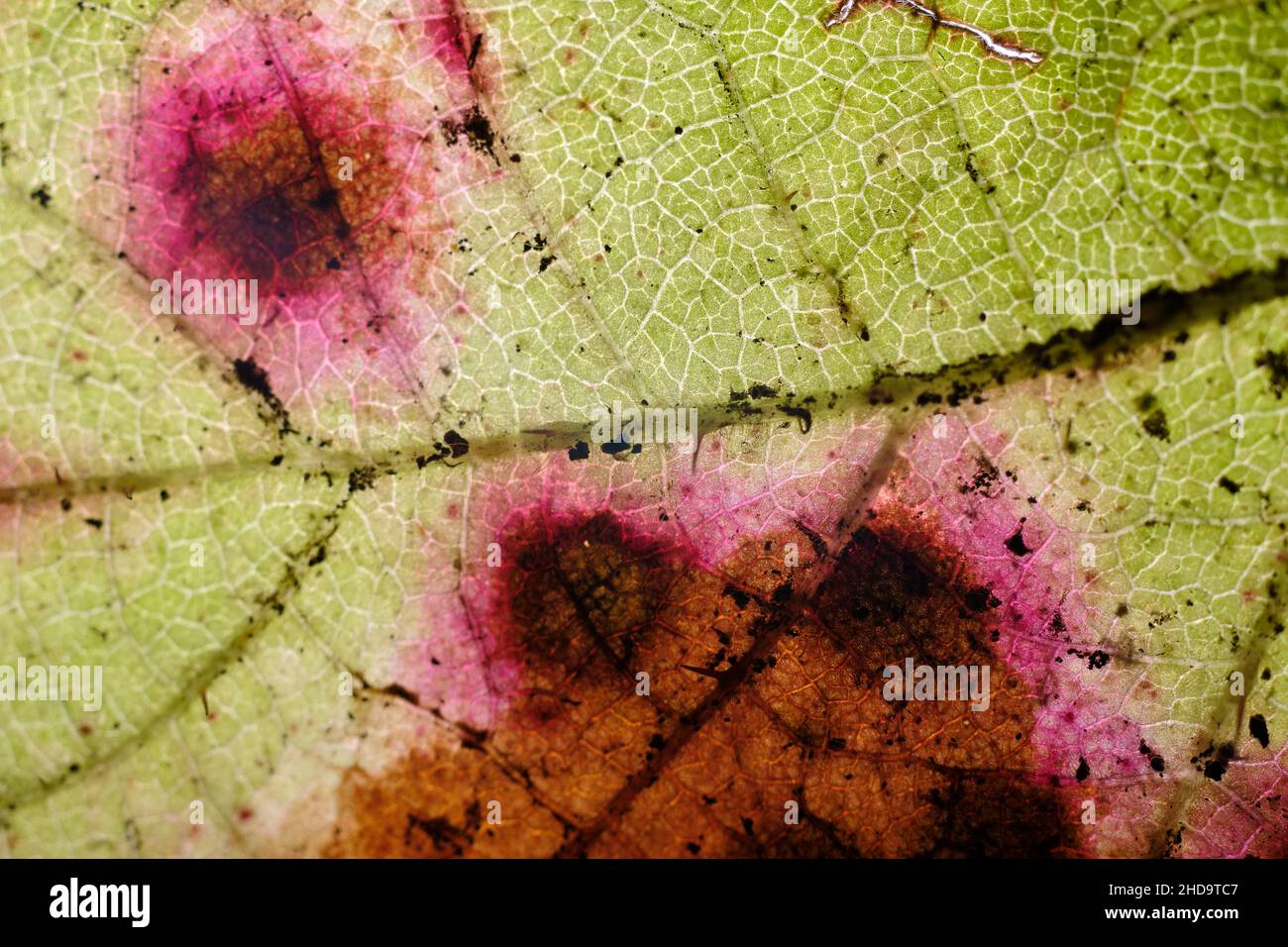 Veiny texture hi-res stock photography and images - Alamy