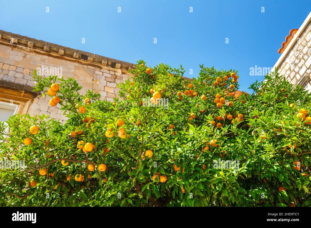 A tree full of ripe orange fruits in the historic city center of ...
