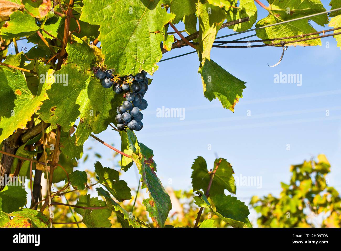 Czech wine region hi-res stock photography and images - Alamy