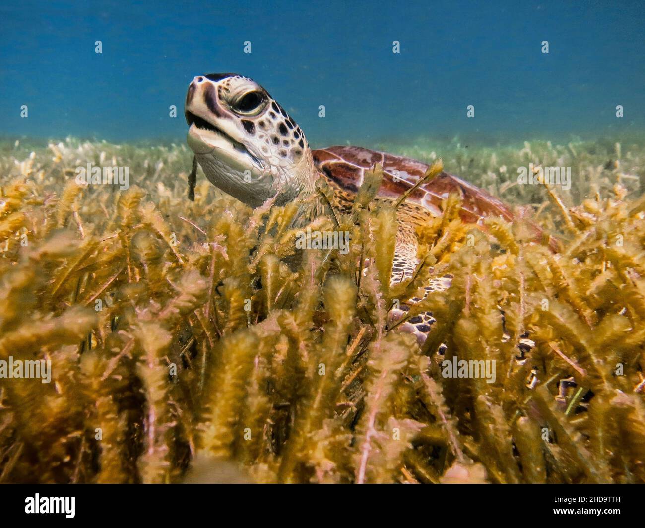 Green Sea Turtle Eating Algae