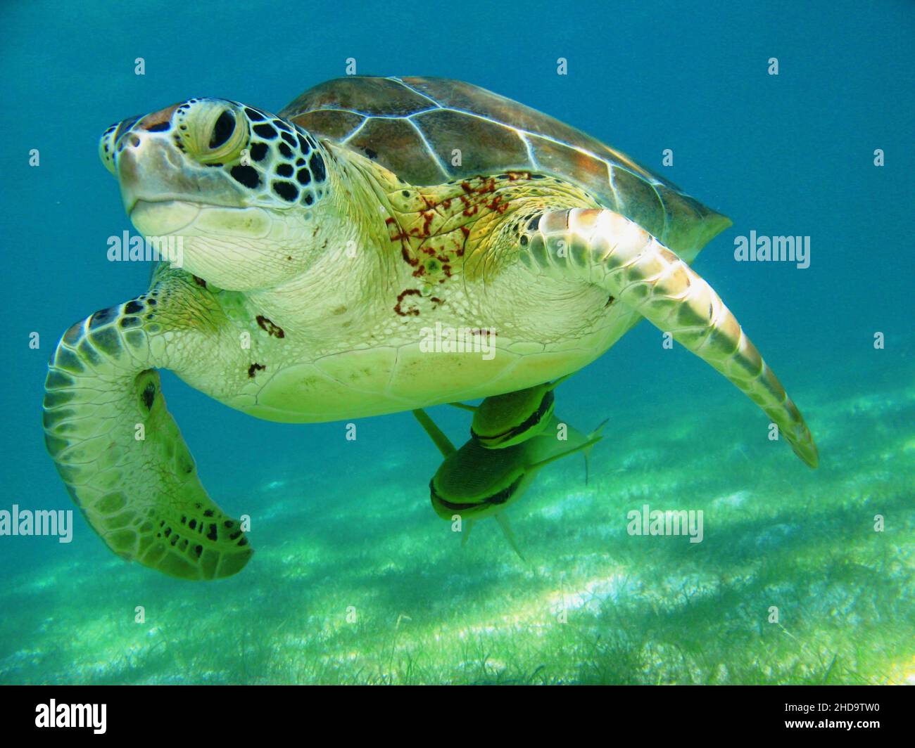 Remora fish hi-res stock photography and images - Alamy