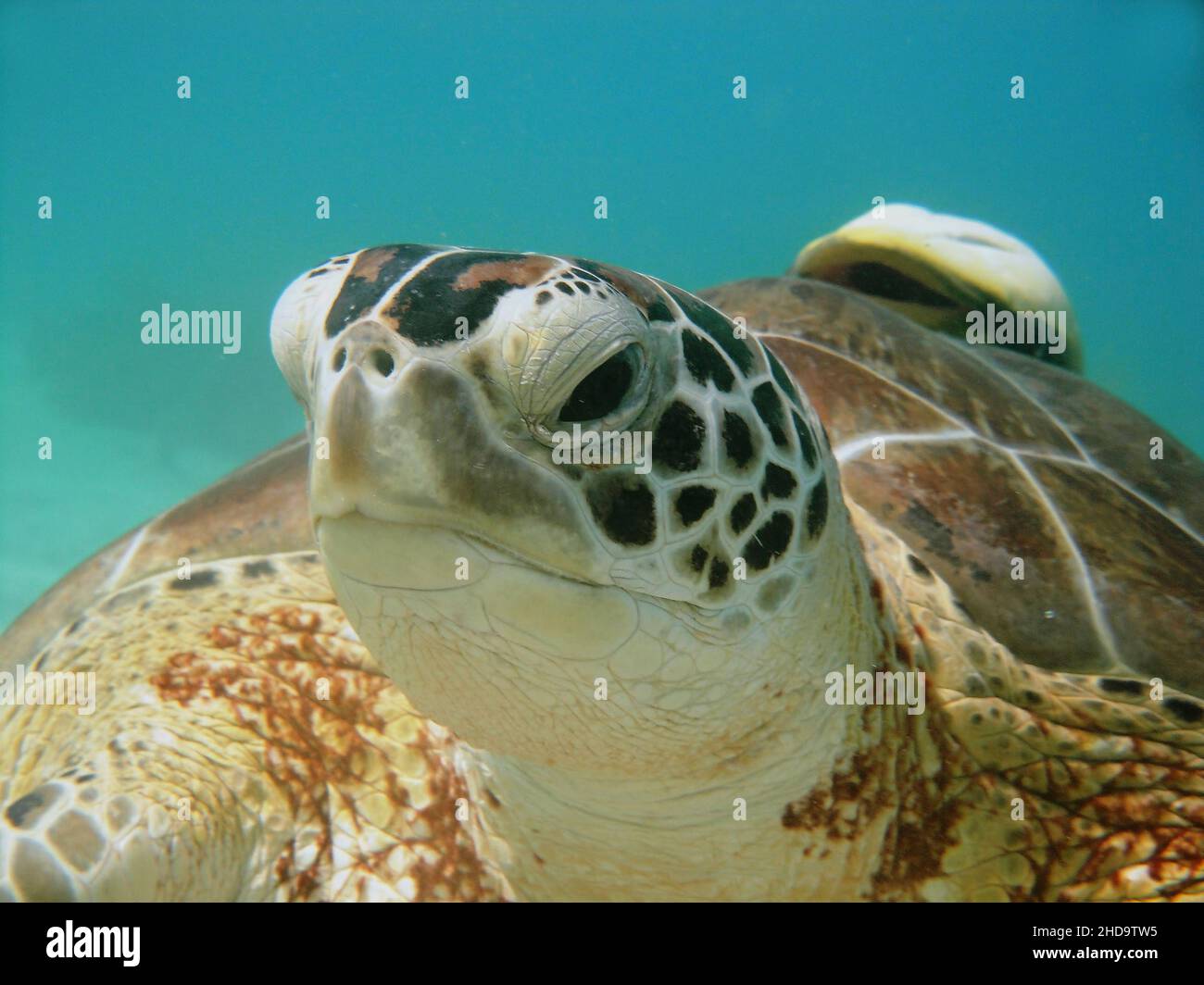 Sea turtle head close up hi-res stock photography and images - Alamy