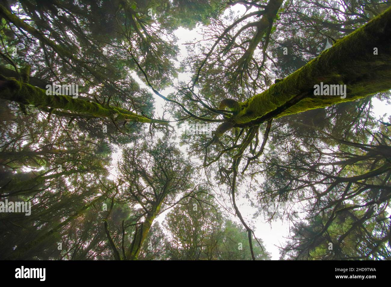 Forest bottom view in the autumn. Amazing Forest covered with mist ...