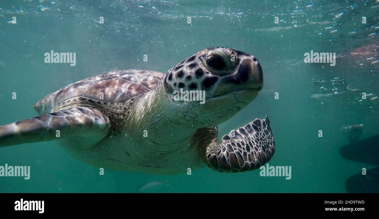 sea turtle in the sea a few meters from the surface Stock Photo - Alamy