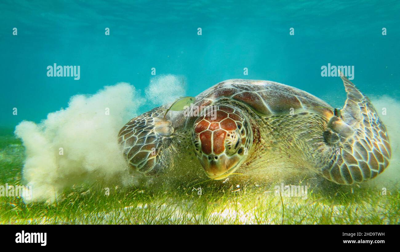 large sea turtle flapping its fins Stock Photo - Alamy