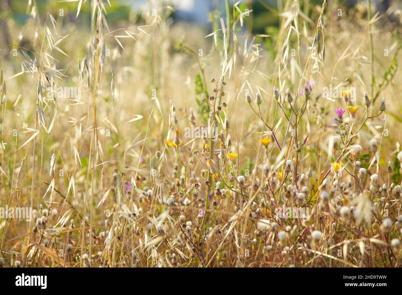 Wildflowers greece greek hi-res stock photography and images - Alamy