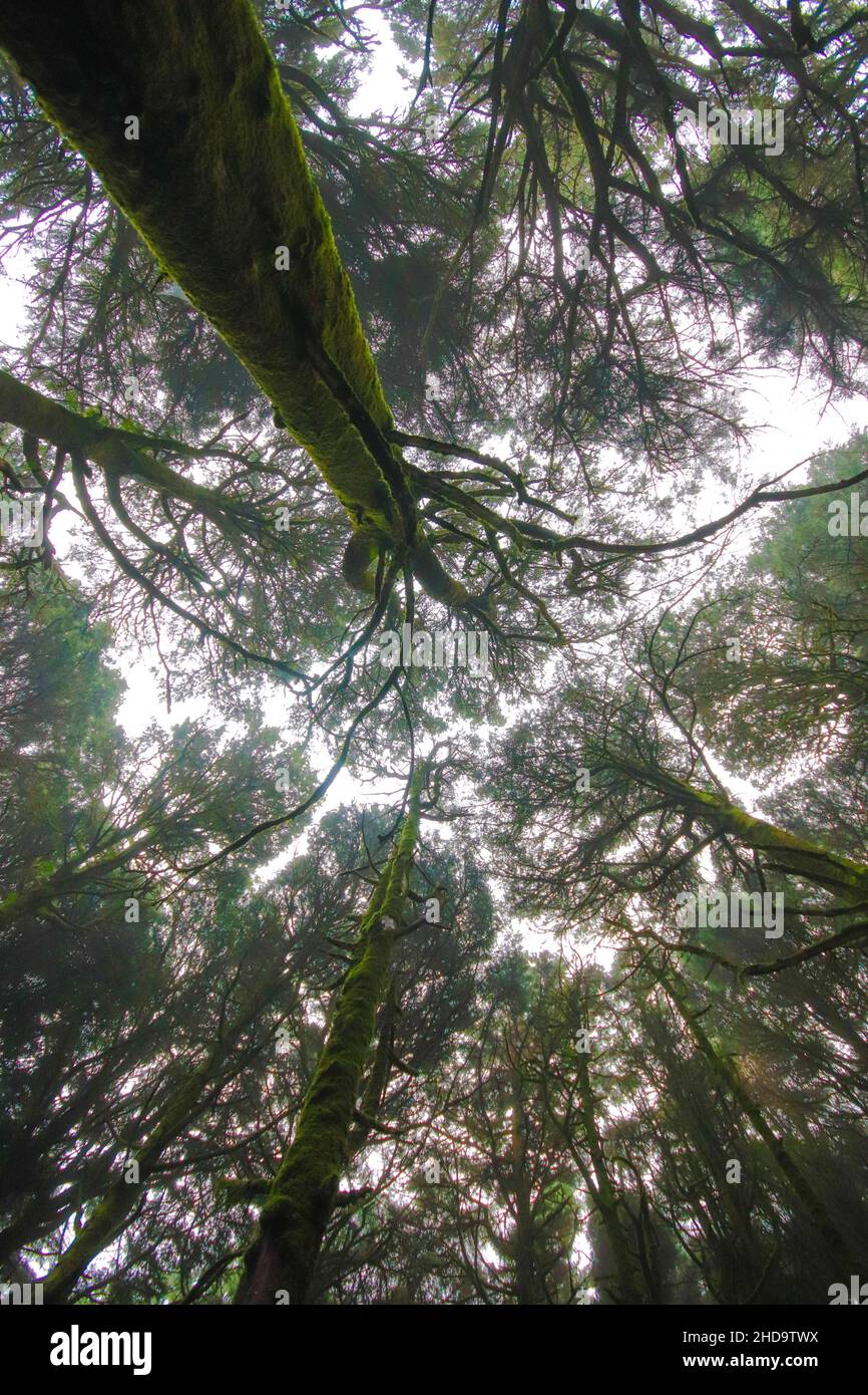 Forest bottom view in the autumn. Amazing Forest covered with mist ...