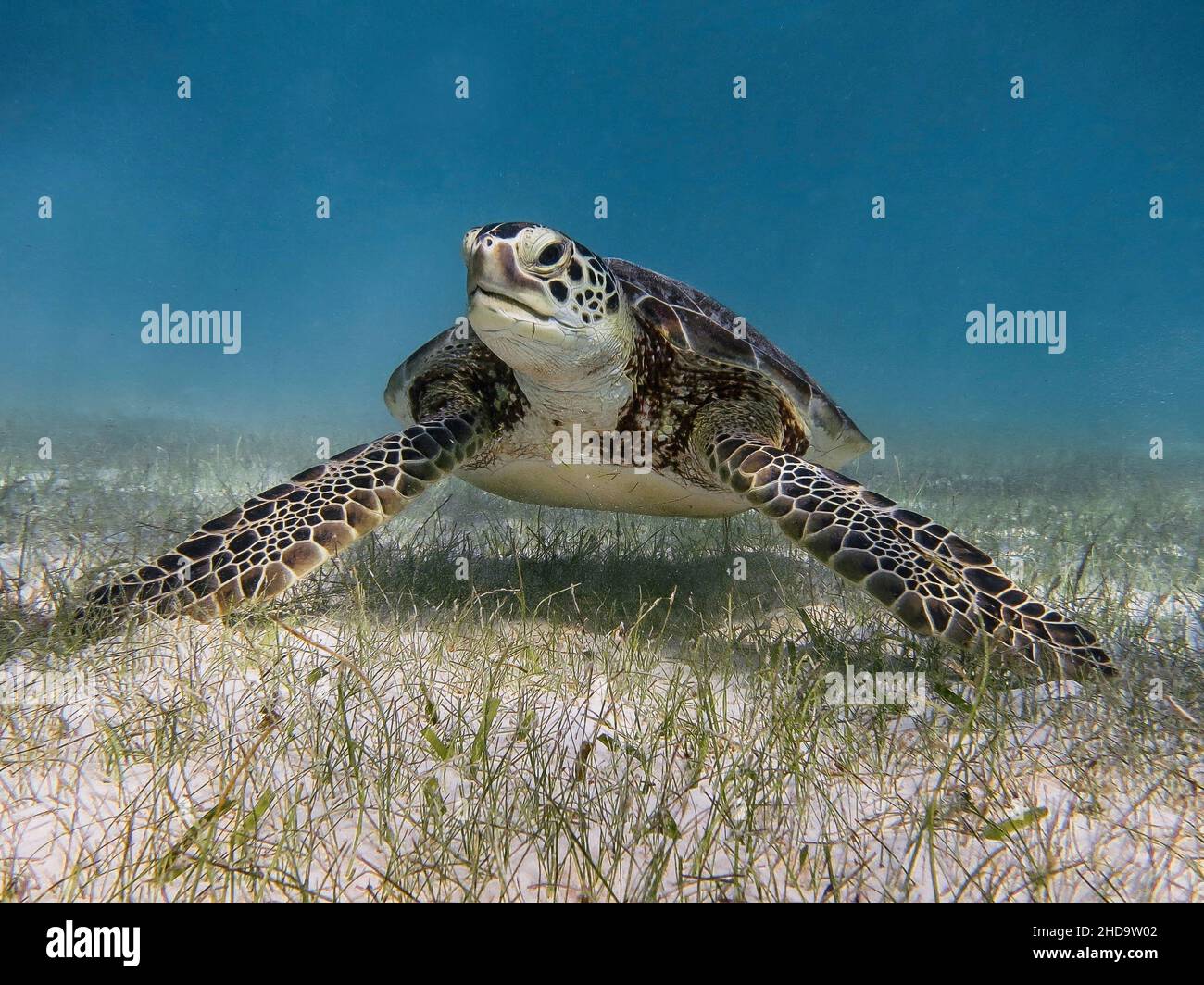 sea turtle taken head-on touching the bottom of the sea Stock Photo - Alamy