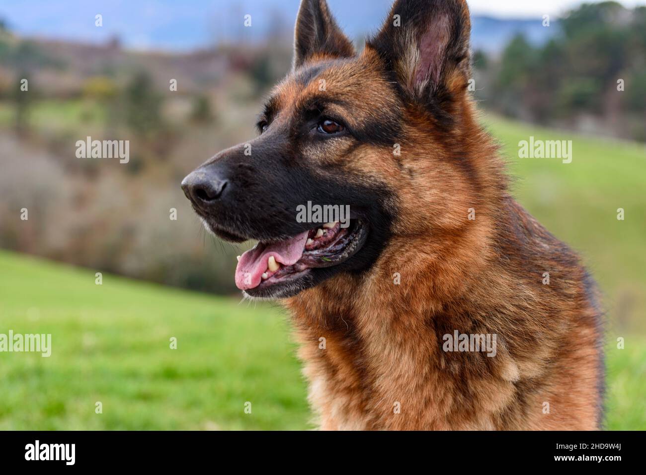 German Shepherd Profile High Resolution Stock Photography and Images ...