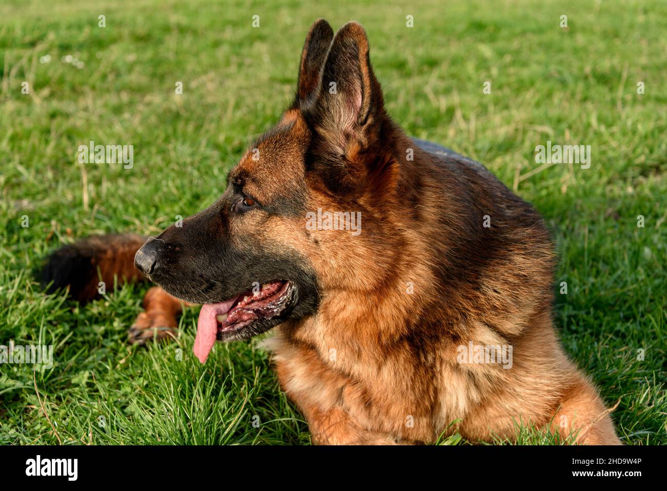 German Shepherd Profile High Resolution Stock Photography and Images ...