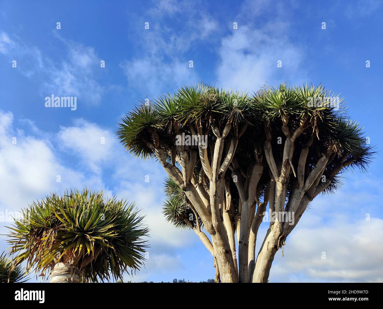 Typical trees of the Canary Islands Stock Photo - Alamy