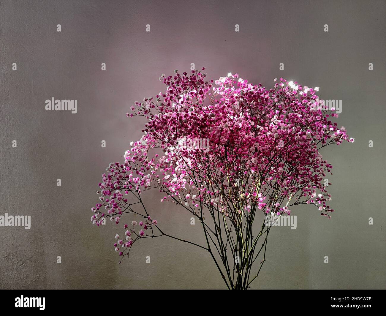 Twilight flowers hi-res stock photography and images - Alamy