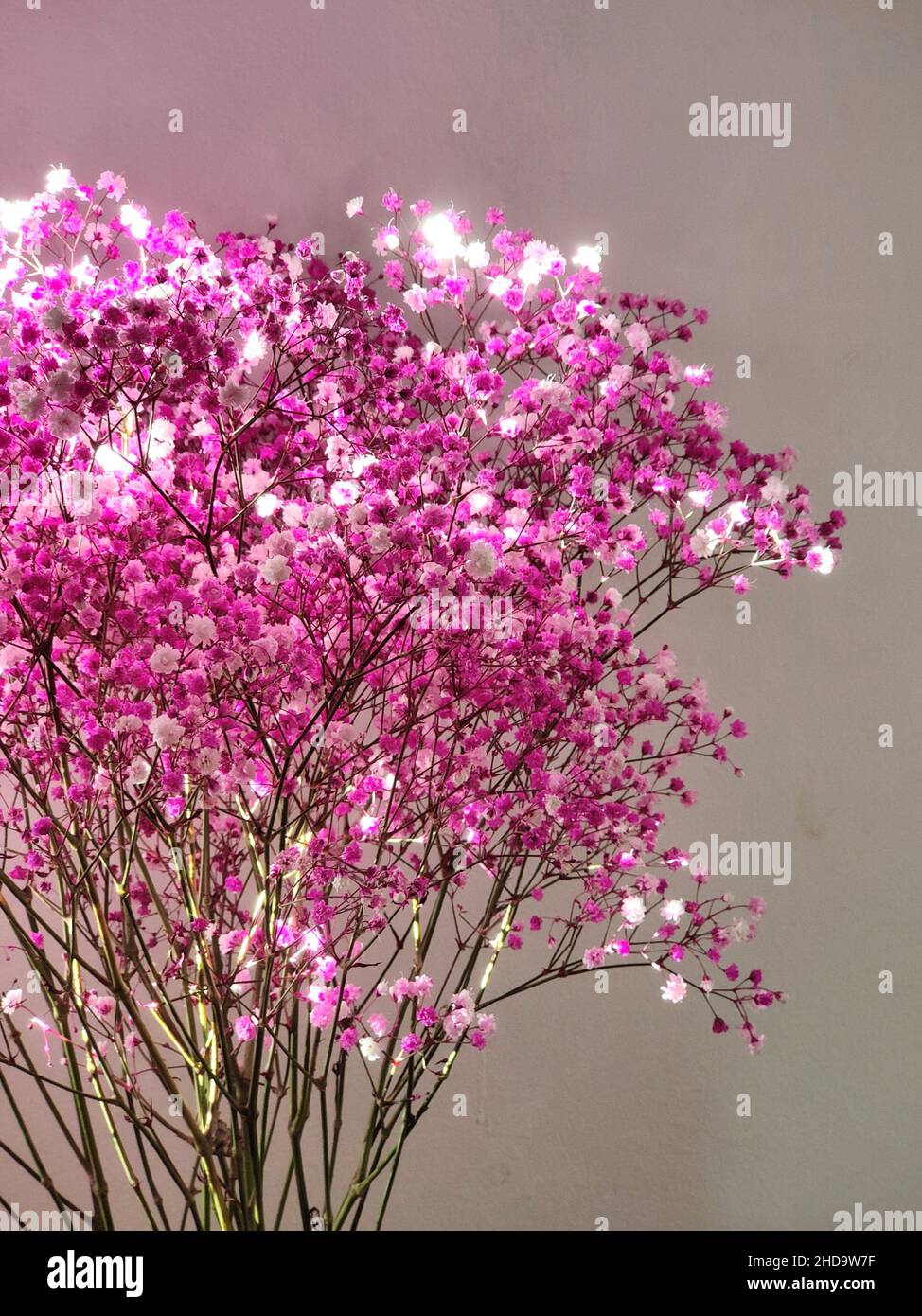 Twilight flowers hi-res stock photography and images - Alamy