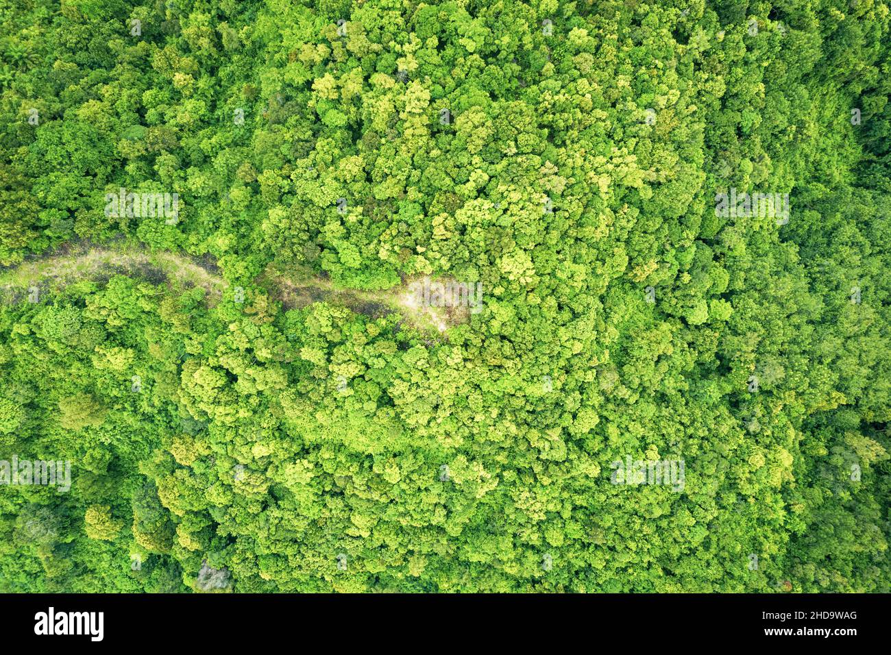 Forest and tree landscape texture background, Aerial top view forest Stock Photo - Alamy