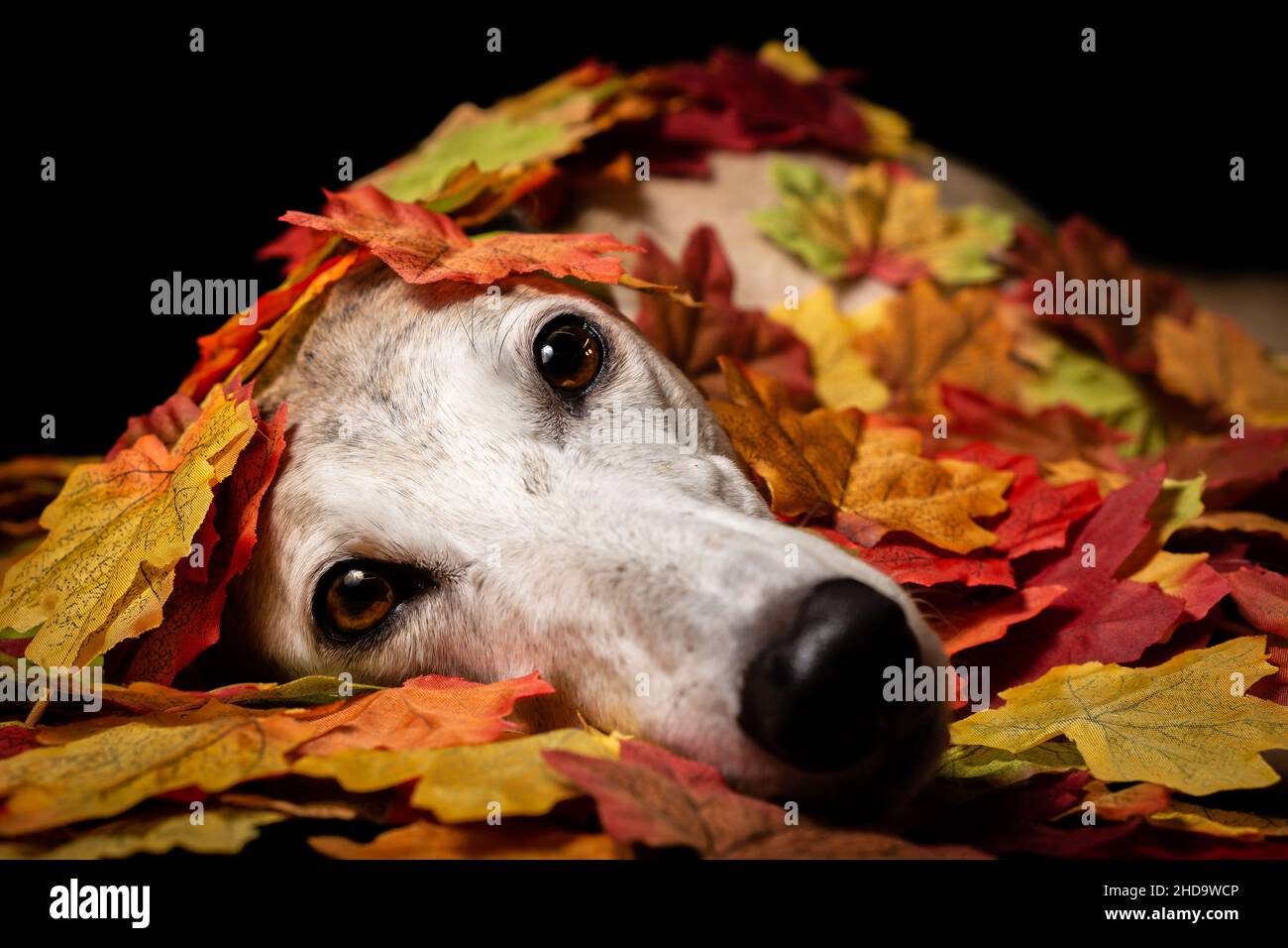 Greyhound dog in Autumn leaves with black background Stock Photo - Alamy