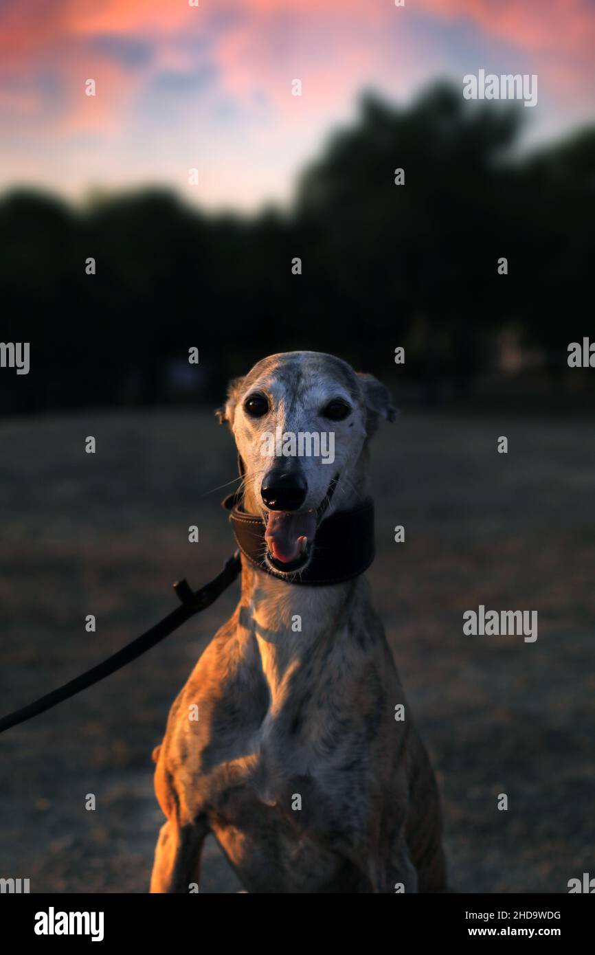 portrait of spanish greyhound breed dog Stock Photo - Alamy