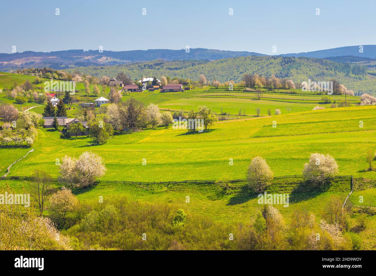 Spring rural landscape with flowering fruit trees on a sunny day. The ...