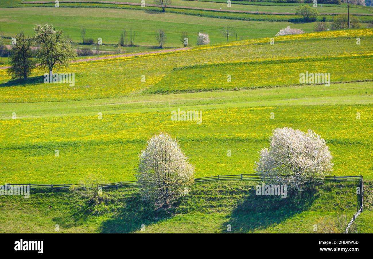 Spring rural landscape with flowering fruit trees on a sunny day. The ...