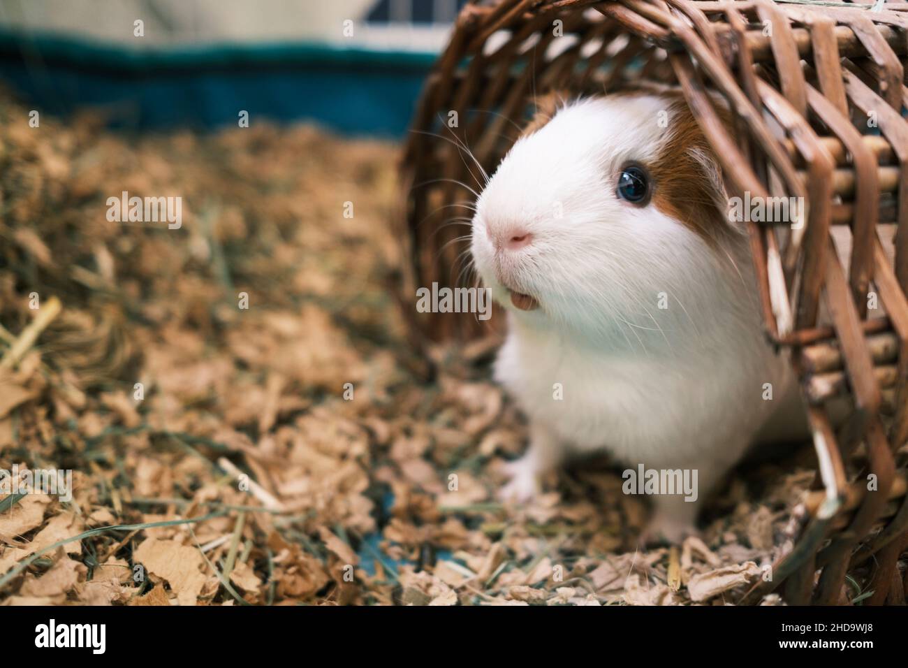 Cute guinea pig looking out Stock Photo - Alamy