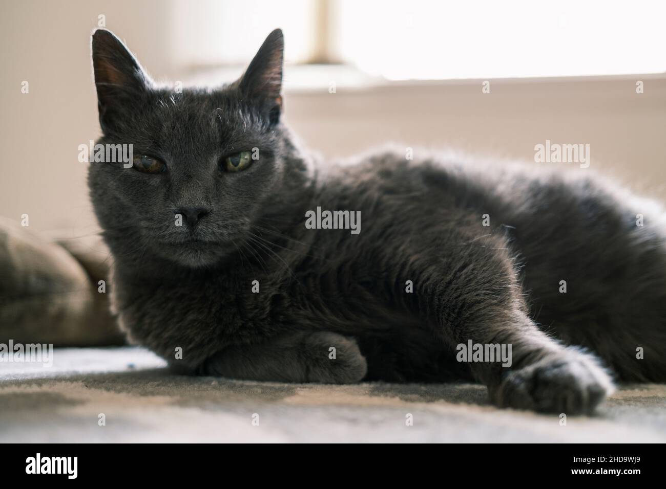 Grey cat in the living room Stock Photo - Alamy