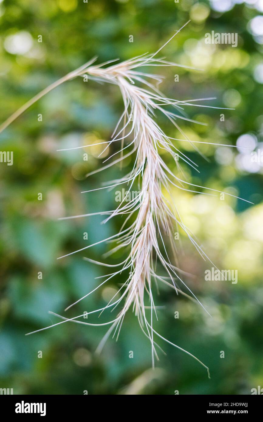 Natural grass field colorado hi-res stock photography and images - Alamy