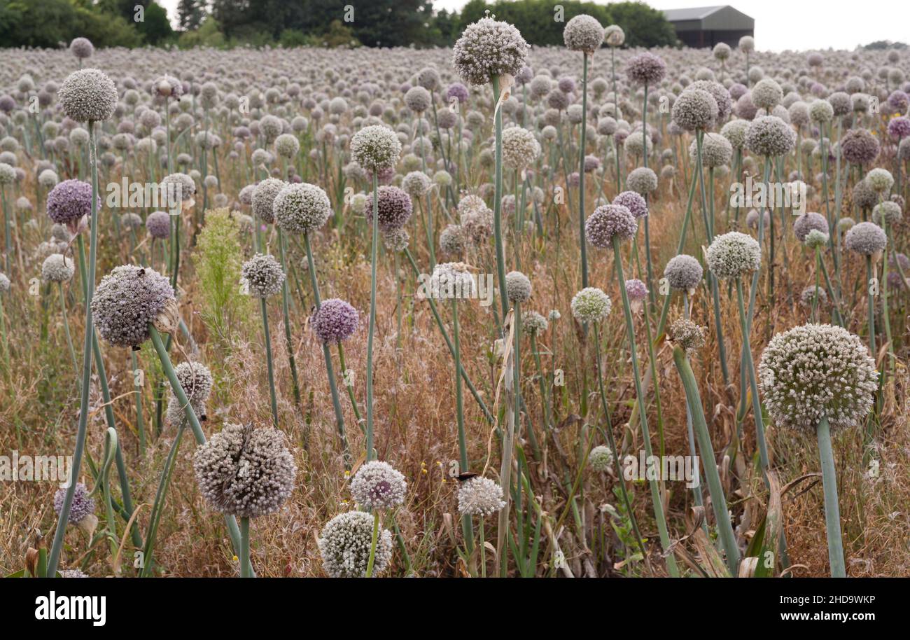 Allium sativum plant plants hi-res stock photography and images - Alamy