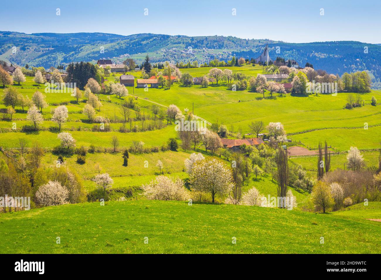 Spring rural landscape with flowering fruit trees on a sunny day. The ...
