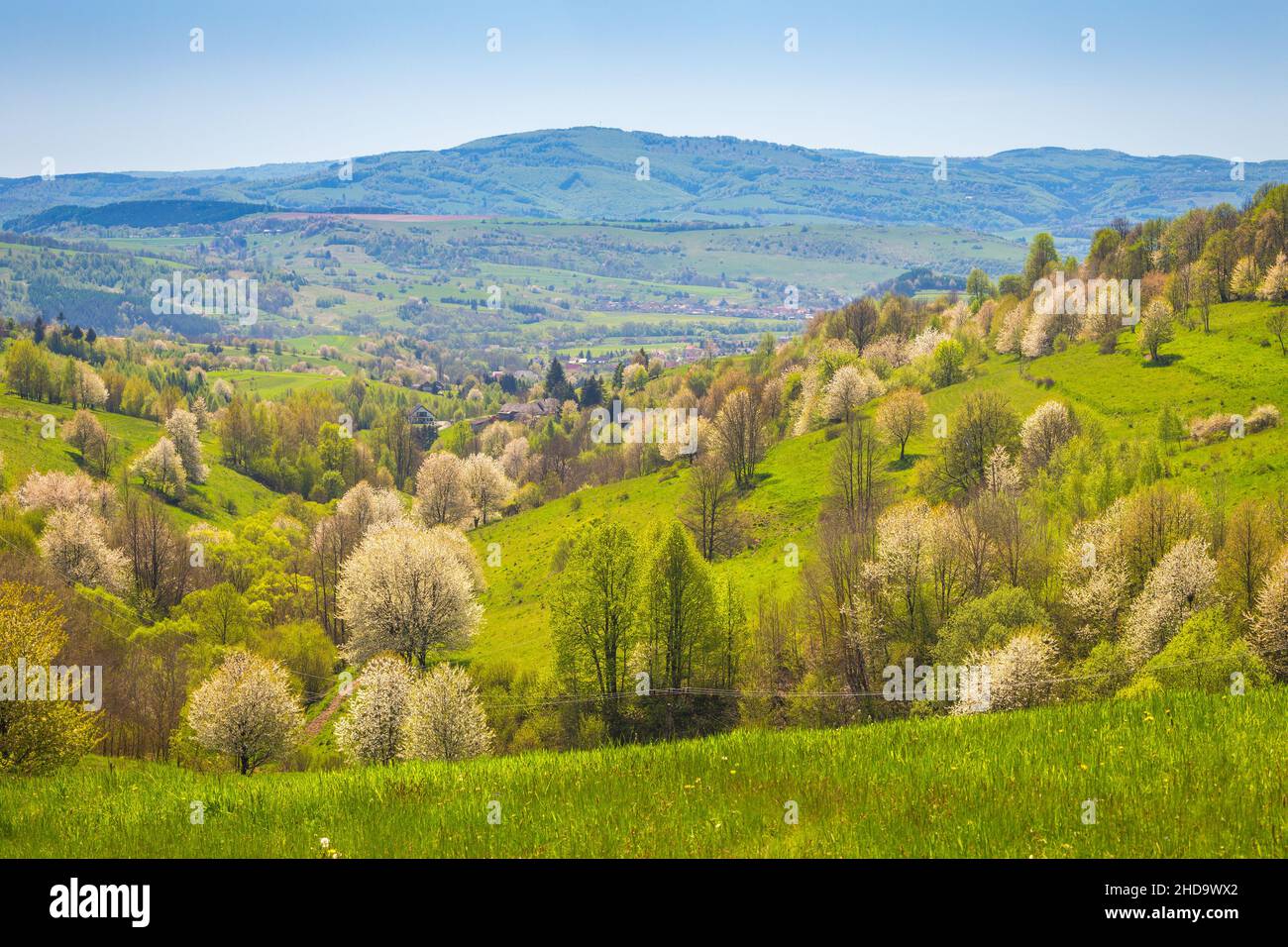 Spring rural landscape with flowering fruit trees on a sunny day. The ...