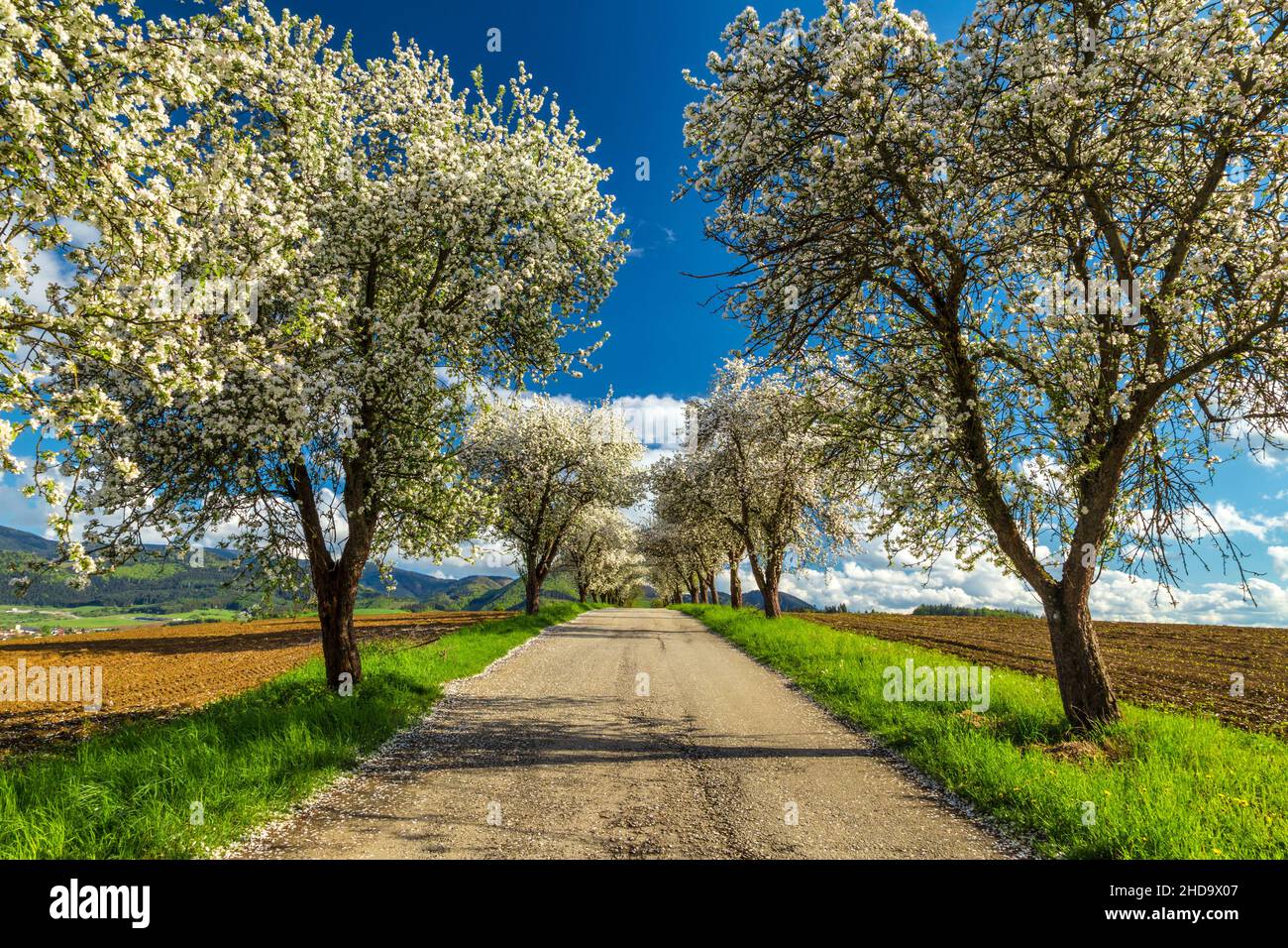 Rural spring landscape, a path through an alley of flowering fruit ...