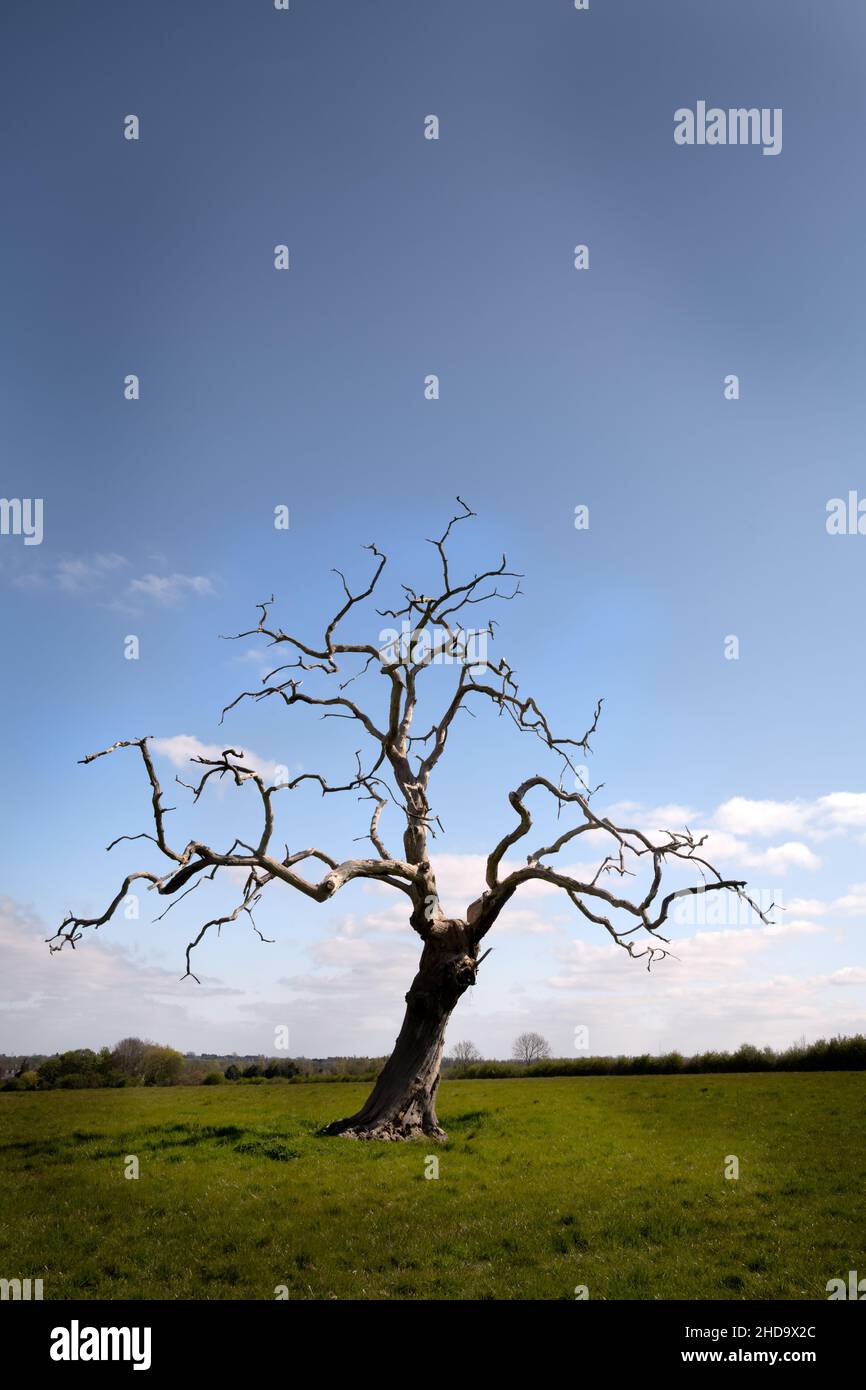 Dead oak tree in a green grassy field Stock Photo - Alamy