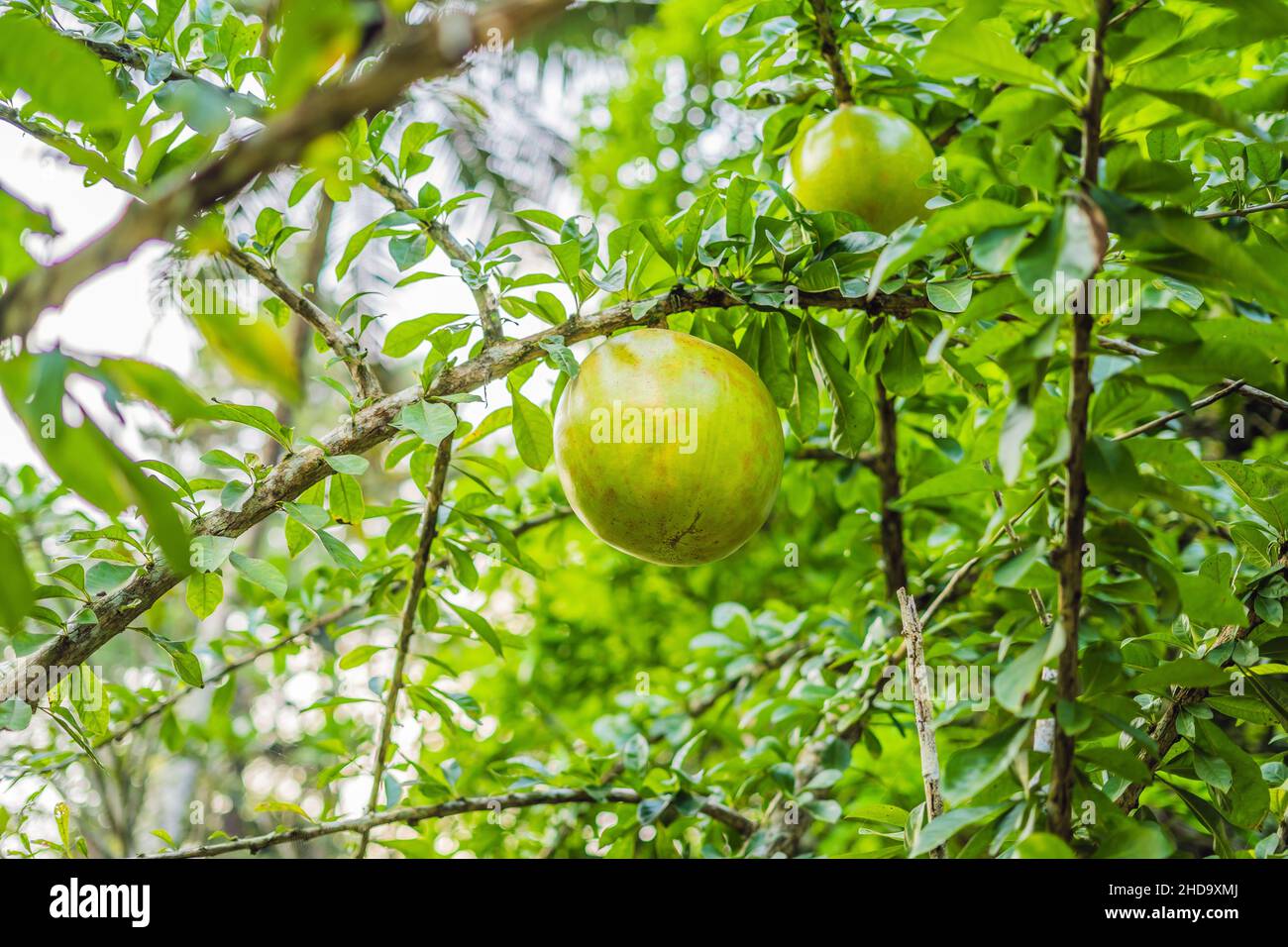 Kebo taruna hi-res stock photography and images - Alamy