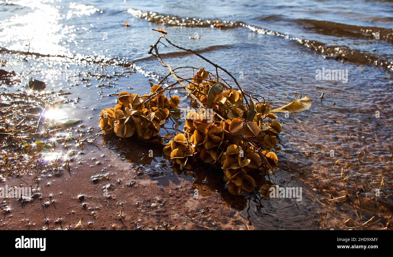 Beach weeds hi-res stock photography and images - Alamy