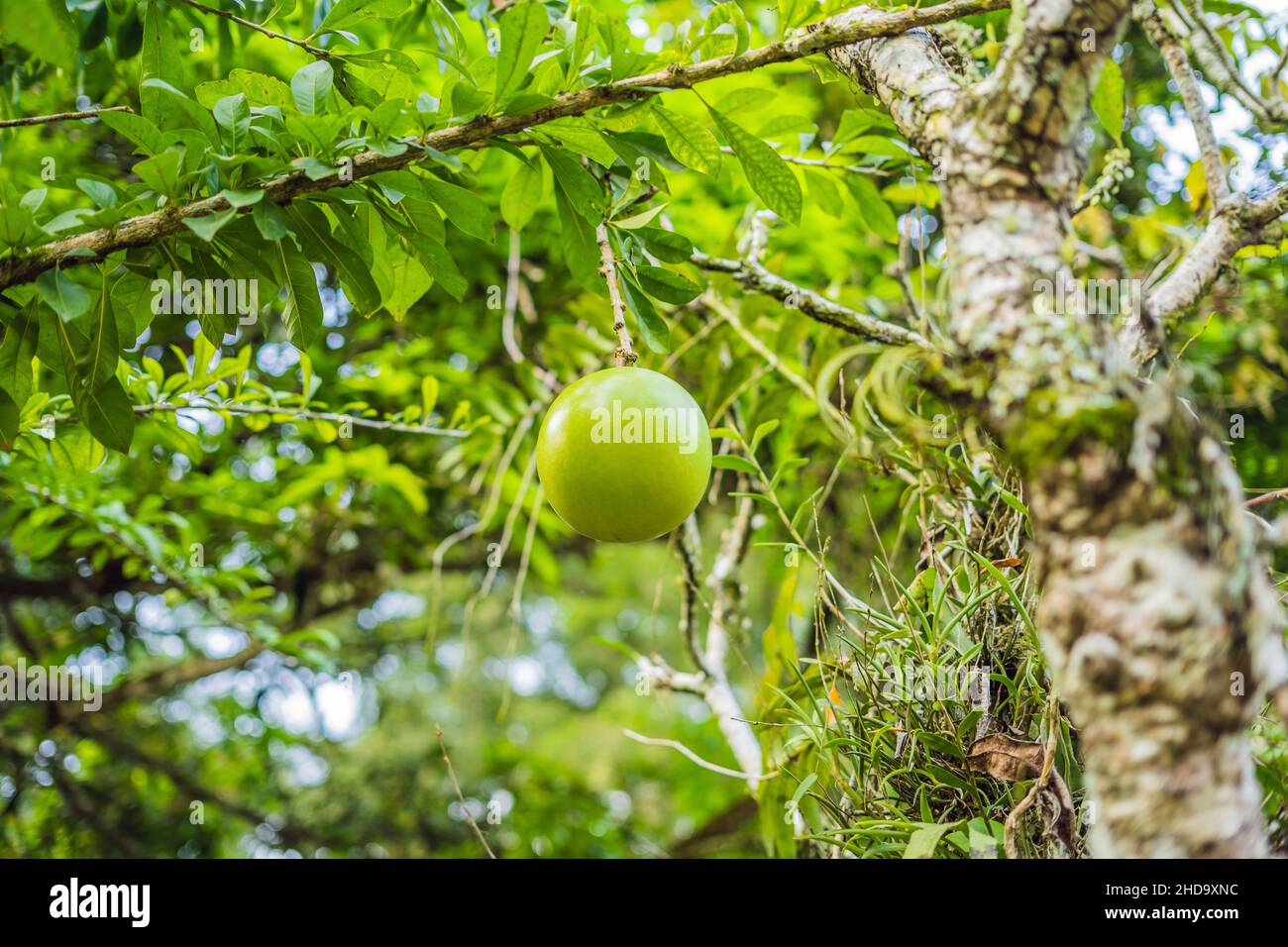 Aegeline hi-res stock photography and images - Alamy