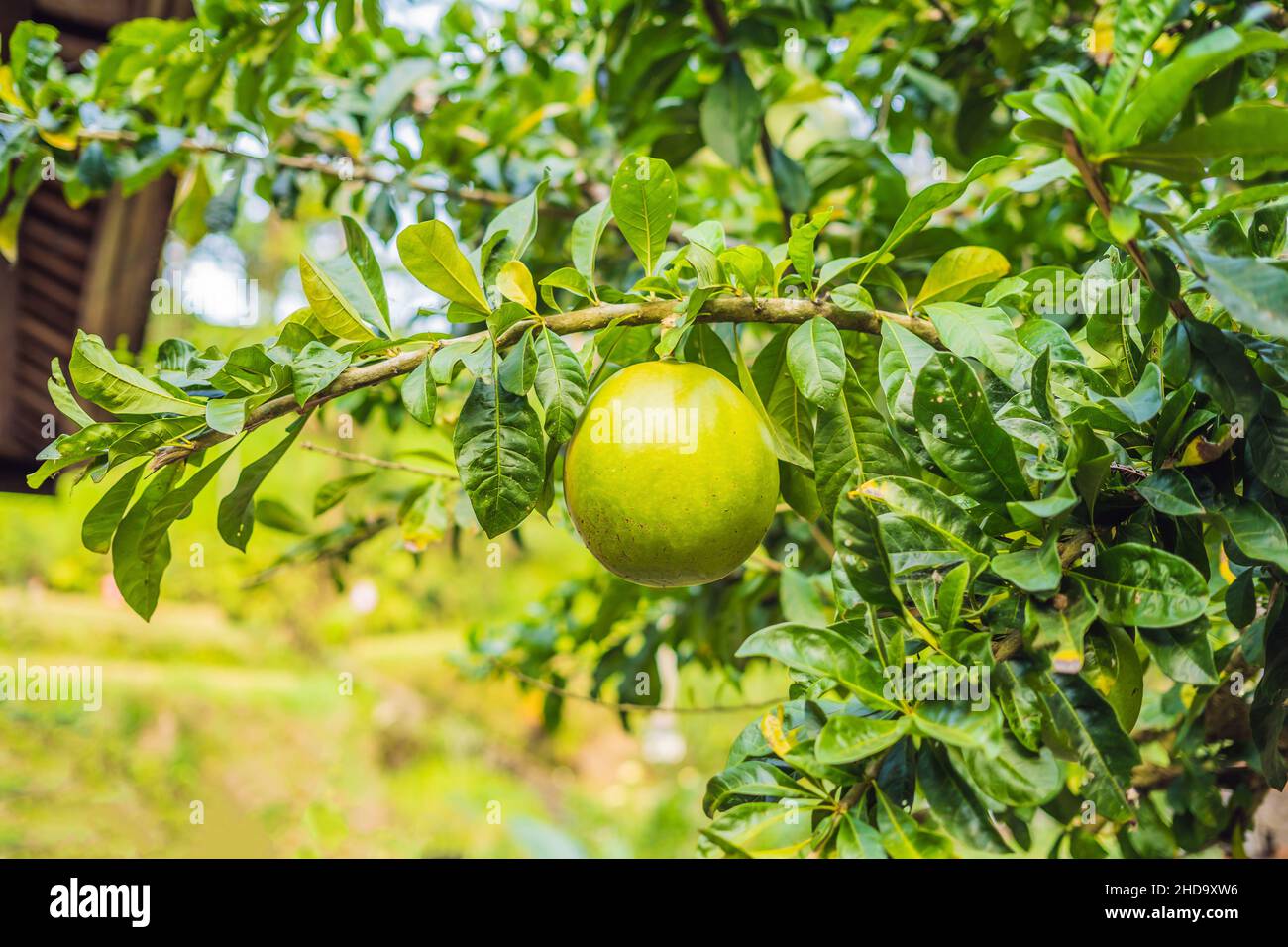Bael, Kebo Yuwa or Kebo Wandira or Kebo Wanara or Kebo Taruna. buffalo ...