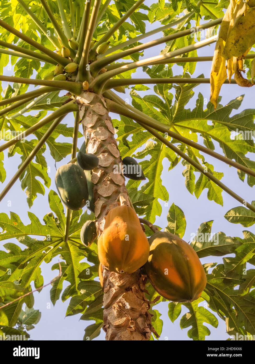 A papaya tree has a tall trunk with a crown of leaves at the top of it ...