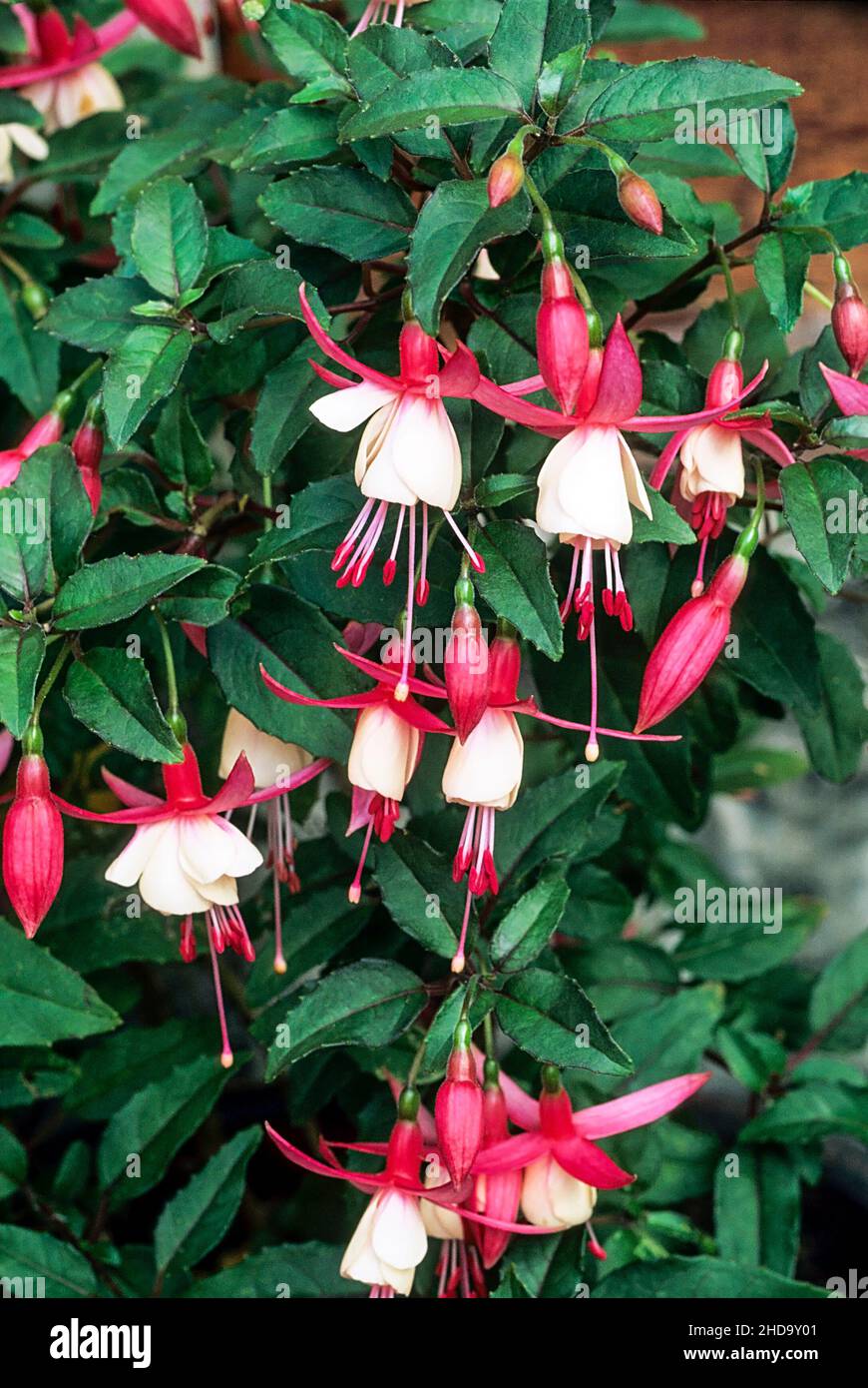 Close up of fuchsia Alice Hoffman. A single semi double red and white ...