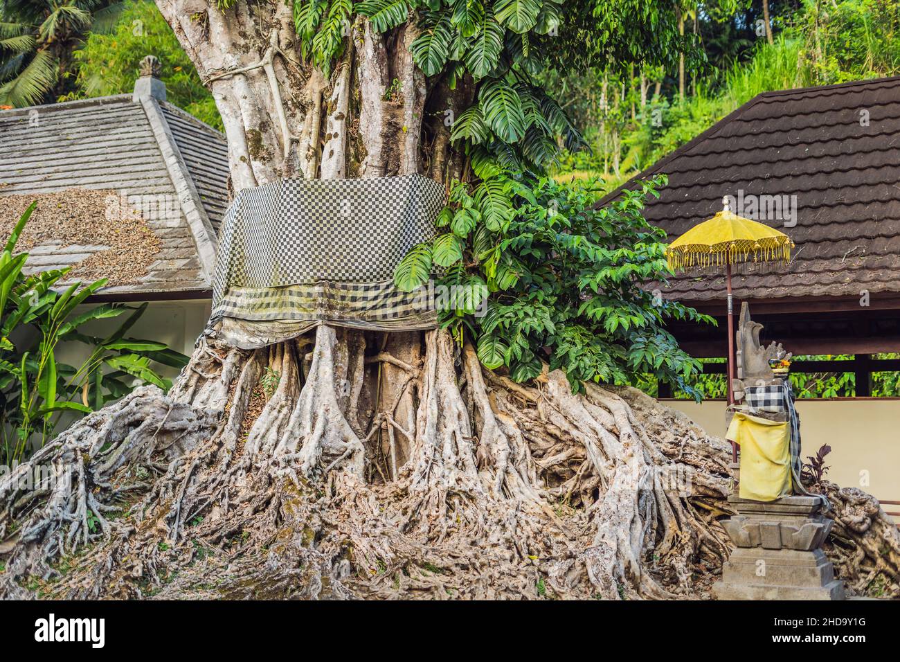 Huge tree with roots of the balinese temple Stock Photo - Alamy