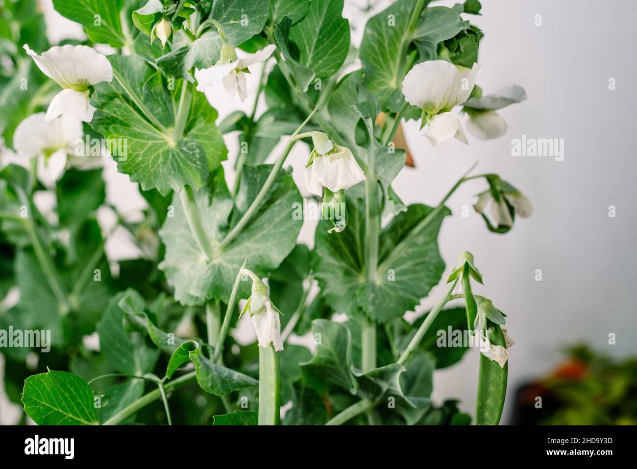 Pea pods growing in an indoor plantation with artificial lighting Stock ...