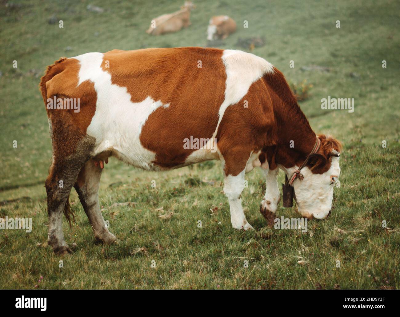 Beautiful cow eating grass on hi-res stock photography and images - Alamy