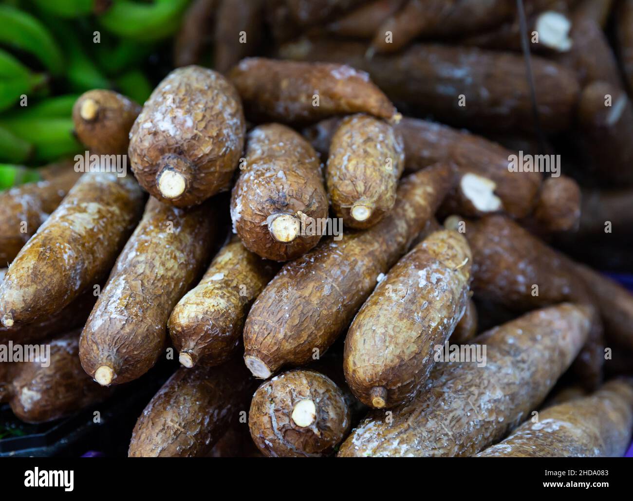 Cassava tuber close up hi-res stock photography and images - Alamy