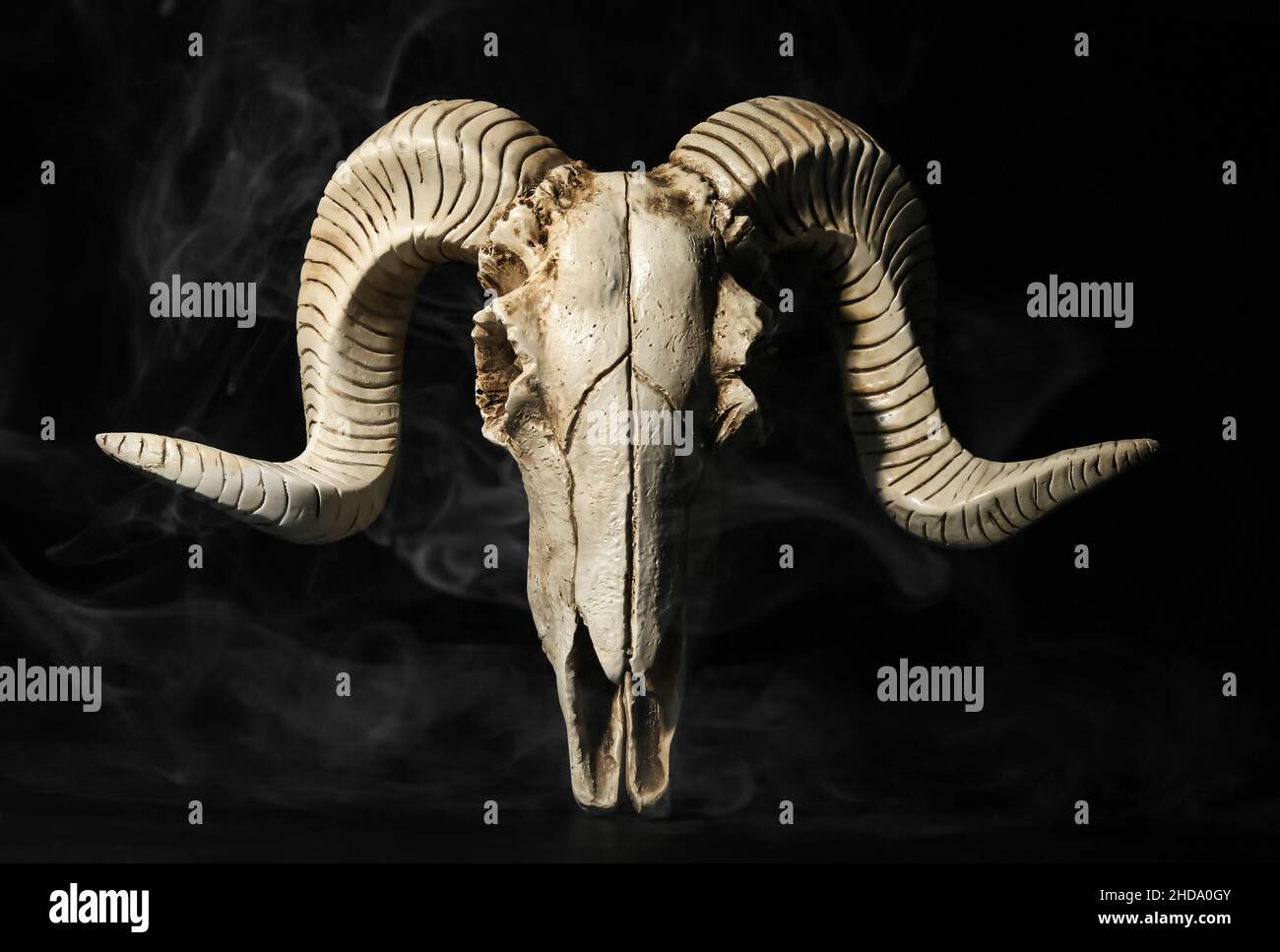 Skull of sheep on dark background Stock Photo - Alamy