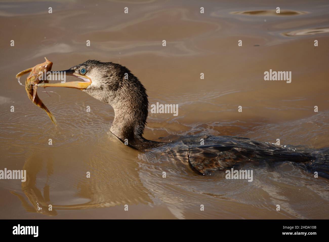 river water bird catching a fish with its long beak Stock Photo - Alamy