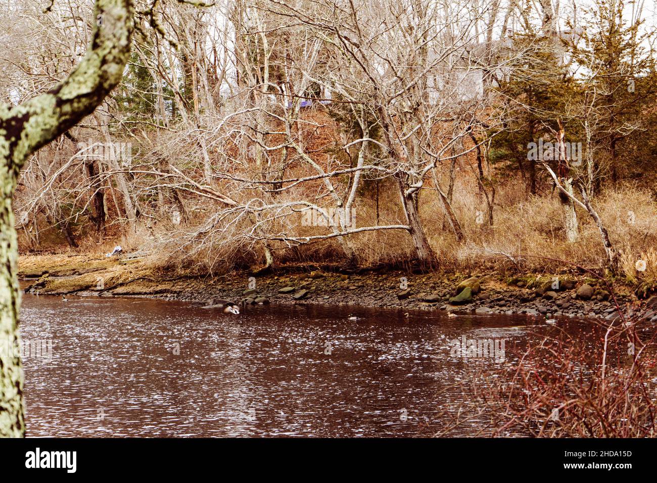 Dried trees deep in the forest with river fllowing Stock Photo - Alamy