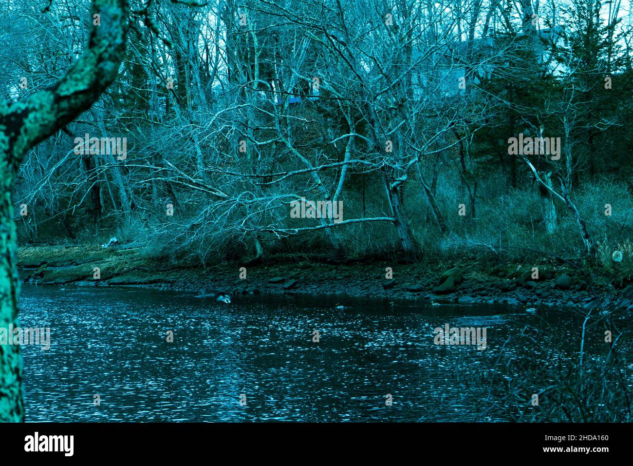 Dried trees deep in the forest with river fllowing Stock Photo - Alamy
