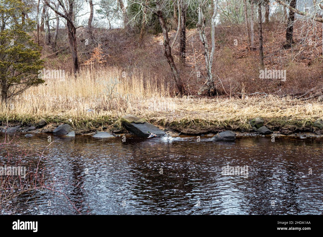 Dried trees deep in the forest with river fllowing Stock Photo - Alamy
