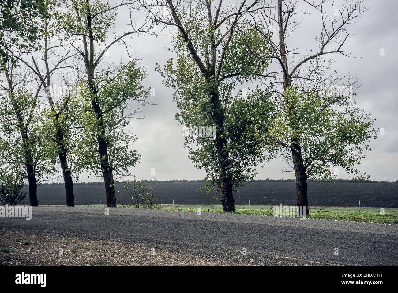 Tree trees horizon distance asphalt hi-res stock photography and images ...