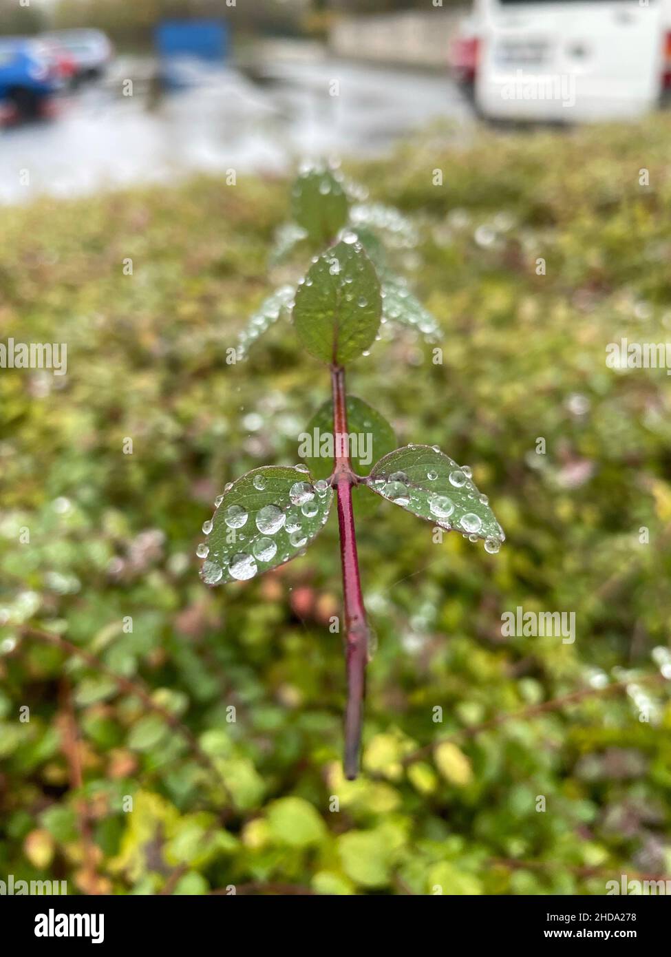Vertical shot of rain drops on the green leaves of a plant in the ...