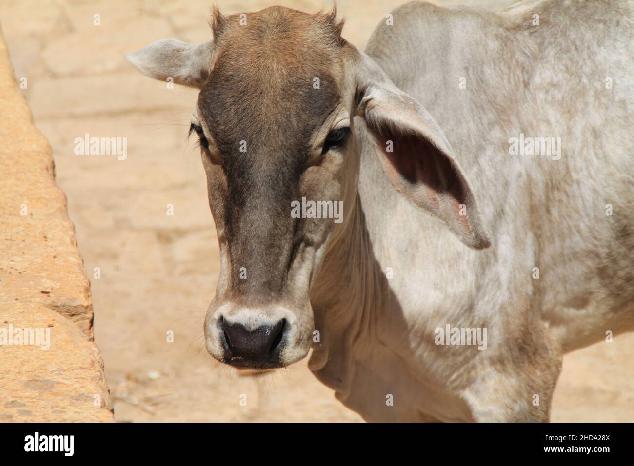 Cow in a desert hi-res stock photography and images - Alamy