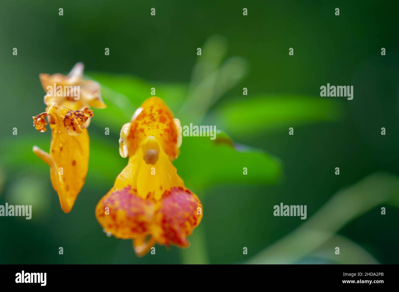 Shallow focus of orange Spotted touch-me-not plant with blurred green ...