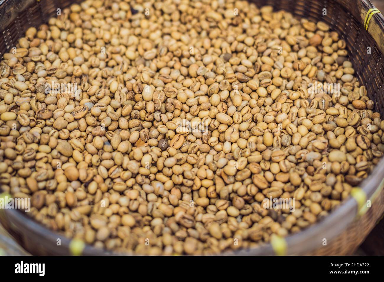 Kopi luwak or civet coffee, Coffee beans excreted by the civet Stock ...